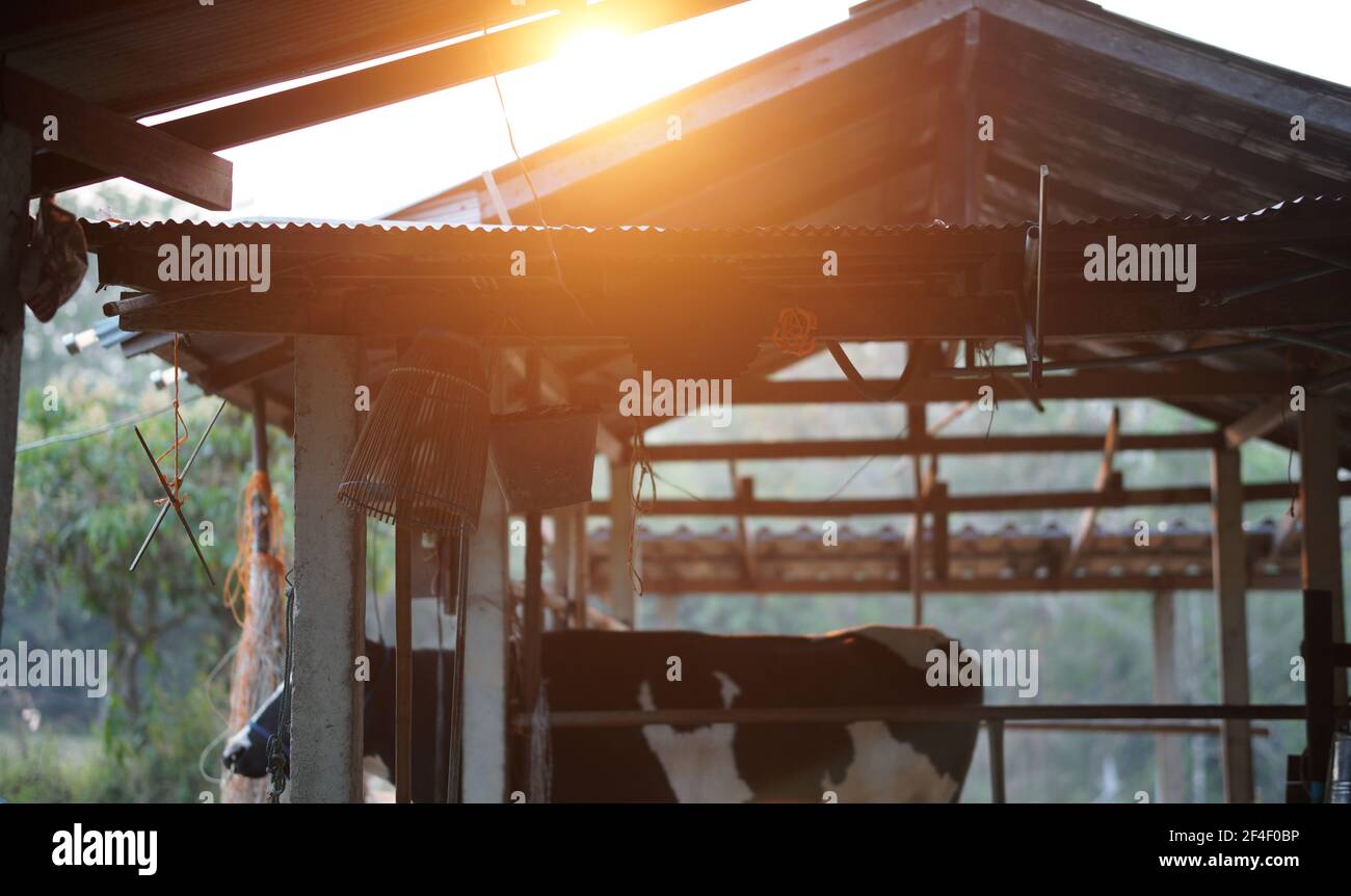 Milking cow in cowshed barn stall in dairy farm with morning sunlight ...