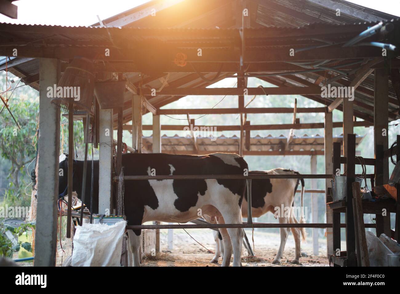Cow in cowshed hi-res stock photography and images - Alamy