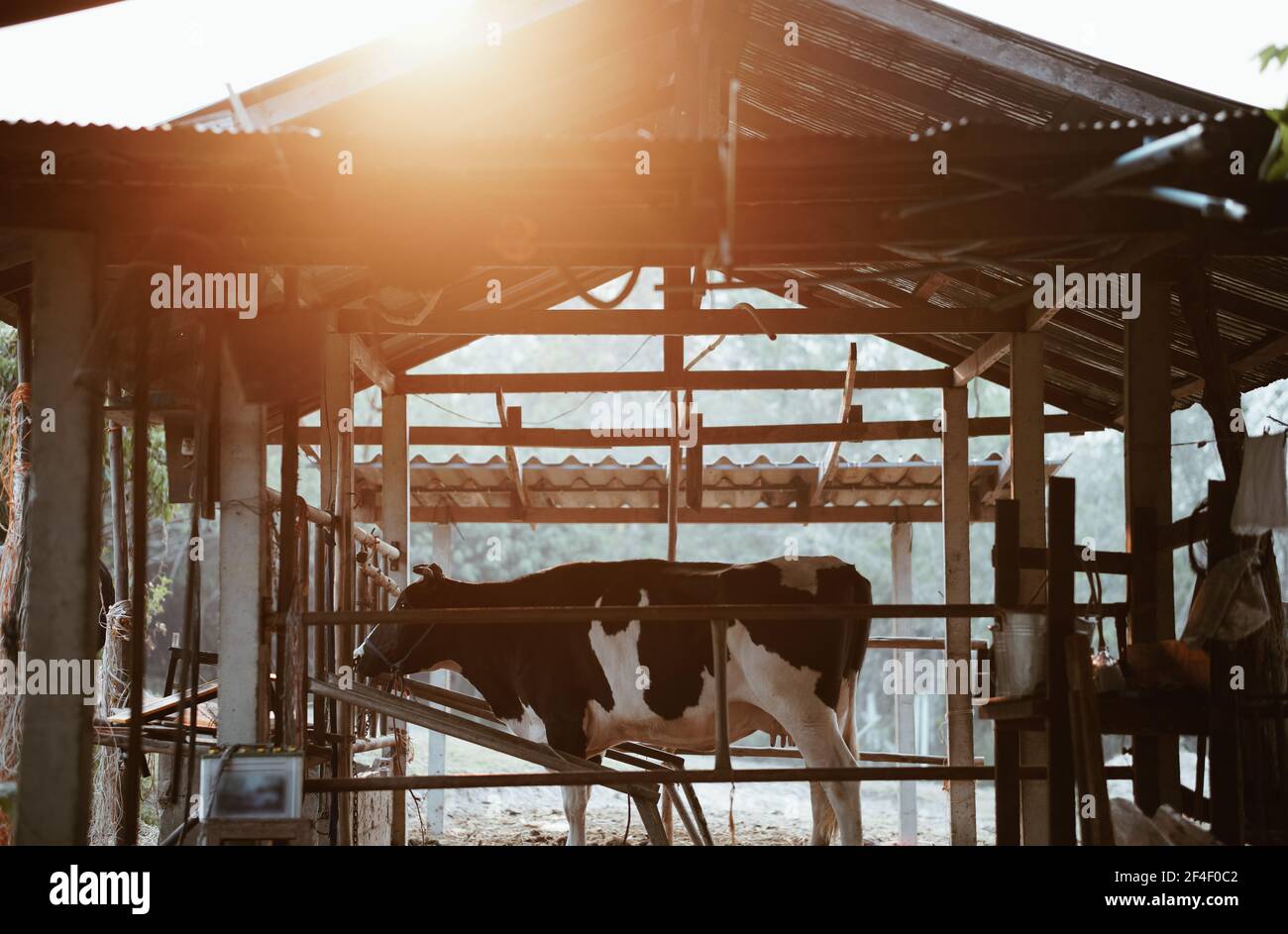 Milking cow in cowshed barn stall in dairy farm with morning sunlight ...