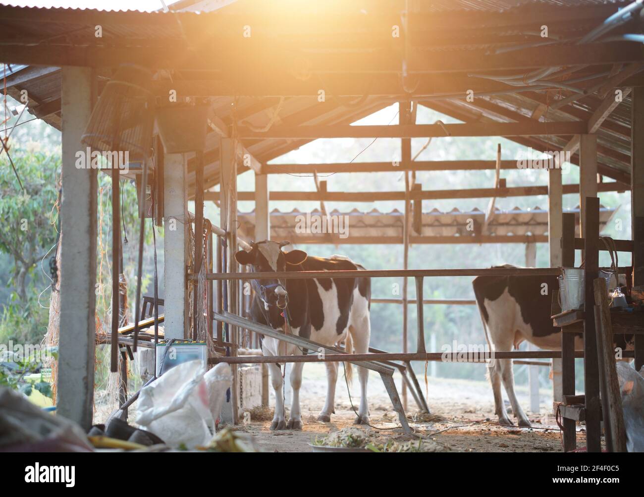 Milking cow in cowshed barn stall in dairy farm with morning sunlight ...