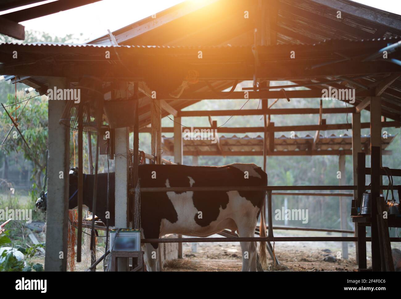 Indian Dairy Farm Design