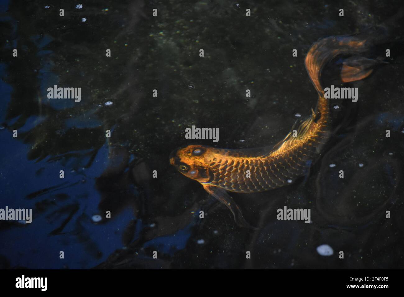 Beautiful koi fish with a long tale Stock Photo - Alamy