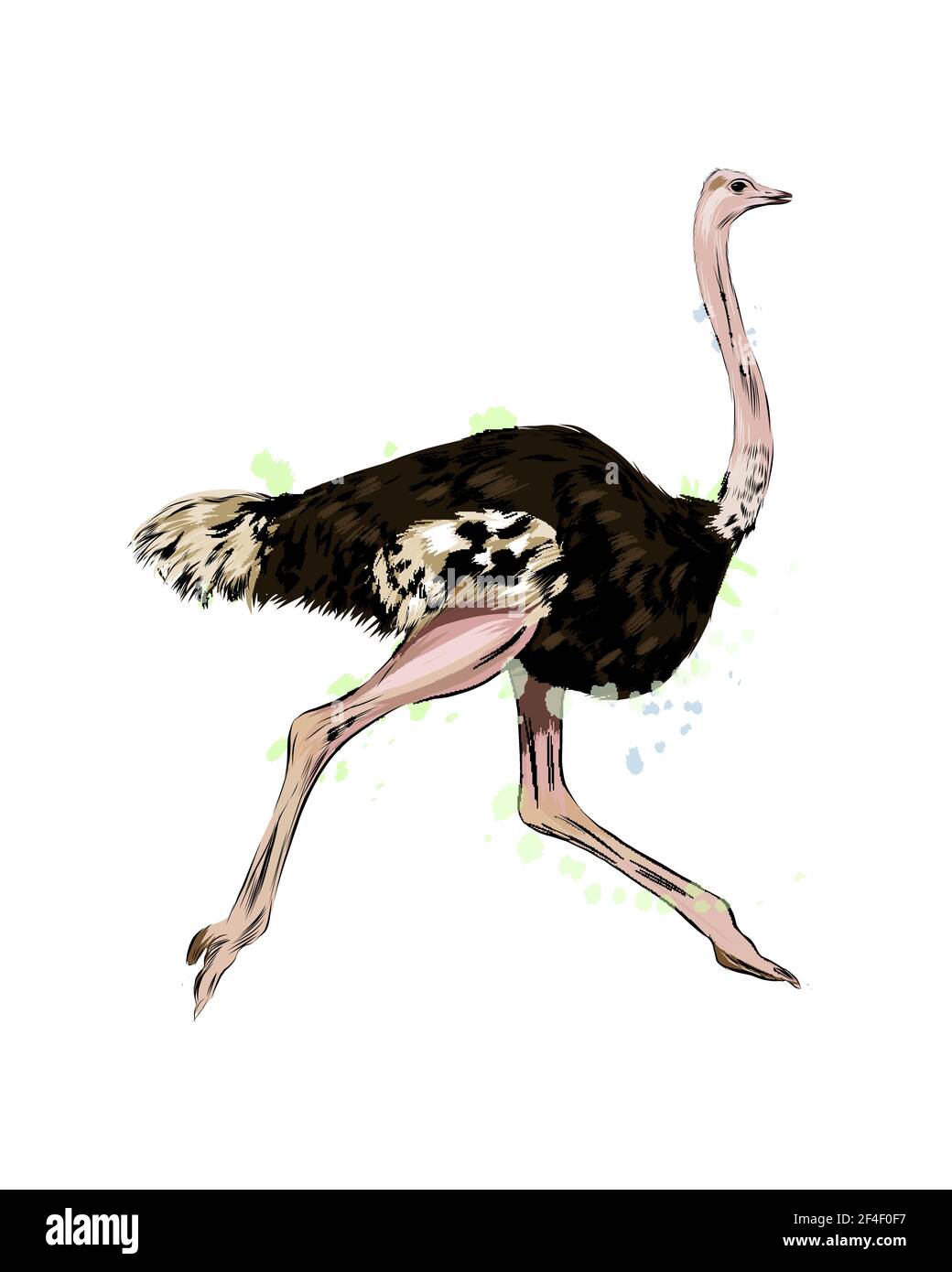 Ostrich from a splash of watercolor, colored drawing, realistic. Vector ...