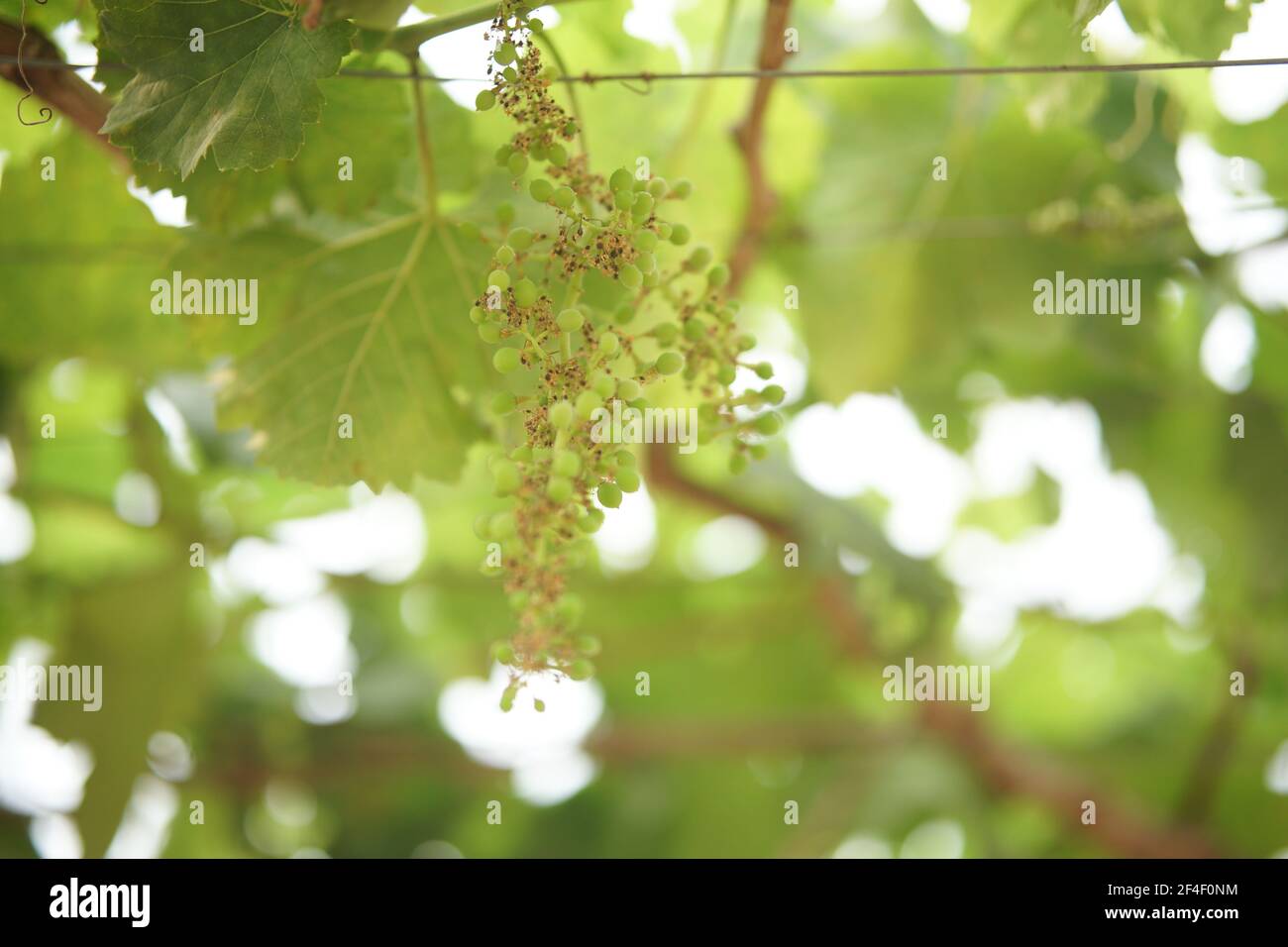 growing grape fruit plant tree in vineyard farm. viticulture orchard ...