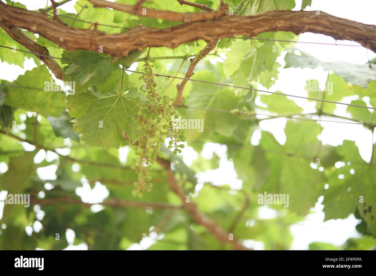 growing grape fruit plant tree in vineyard farm. viticulture orchard ...