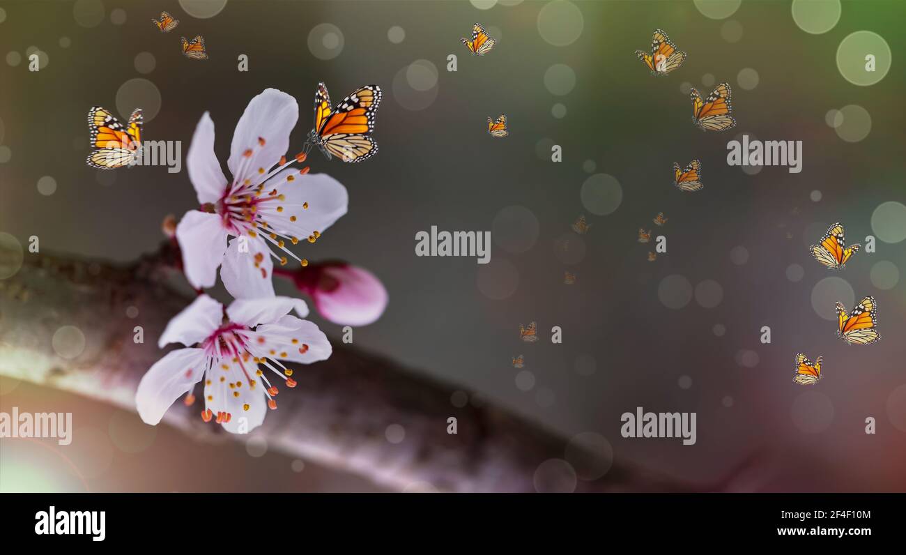 spring background. Spring time butterflies fly around tree blossoms ...