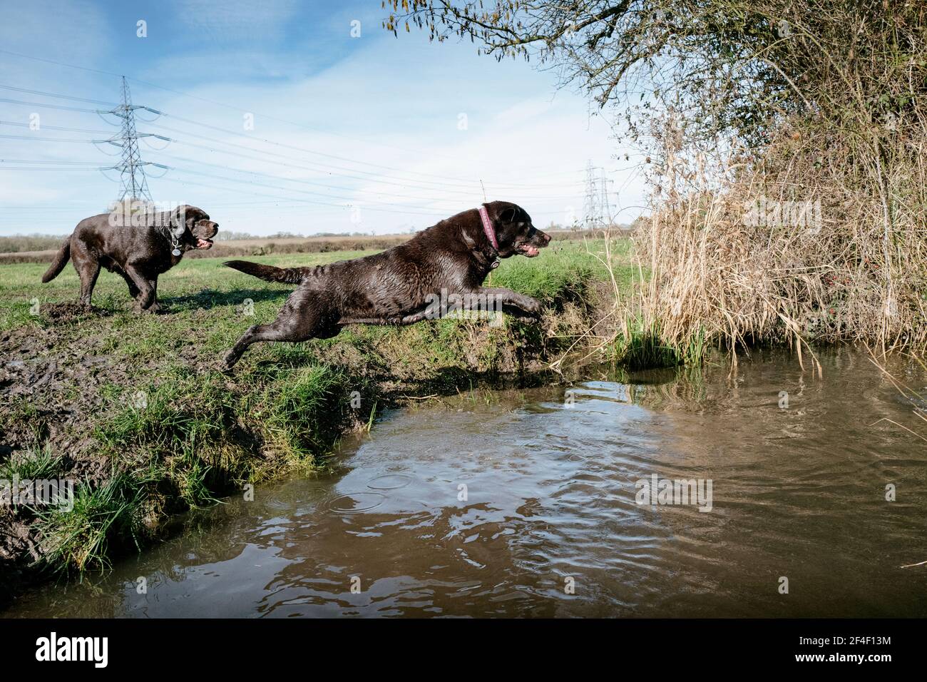 Labrador Dogs Playing Stock Photo - Alamy