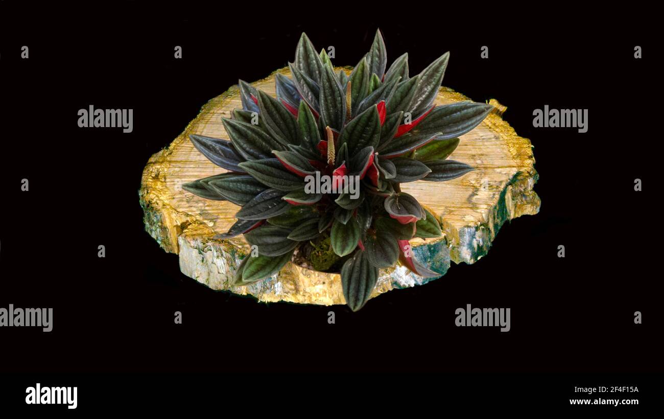 Interesting plant shapes hi-res stock photography and images - Alamy
