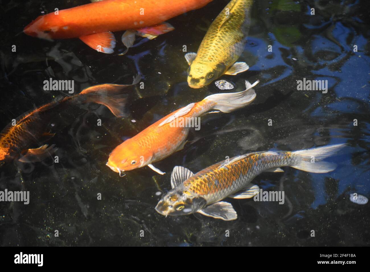 Cute group of Koi fish swimming around Stock Photo - Alamy