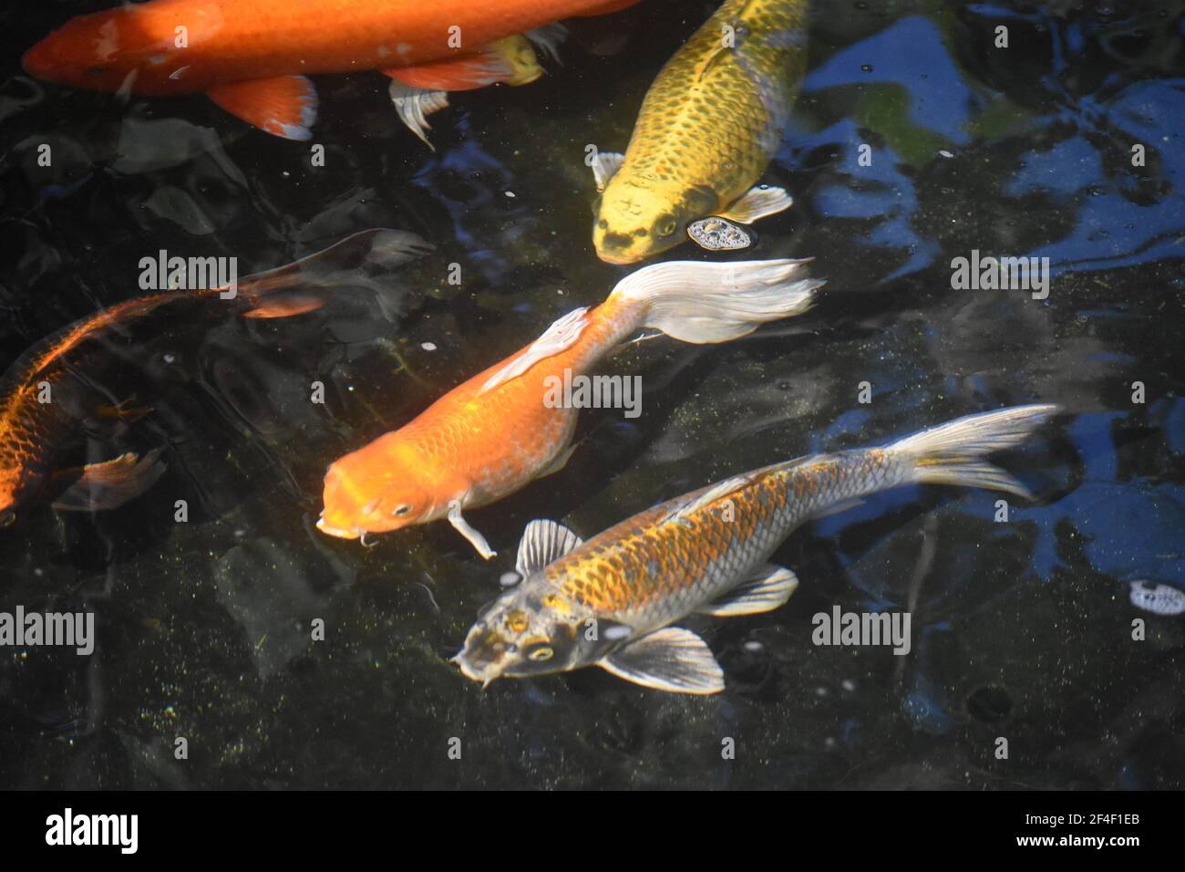 Stunning photo of a group of koi fish Stock Photo - Alamy