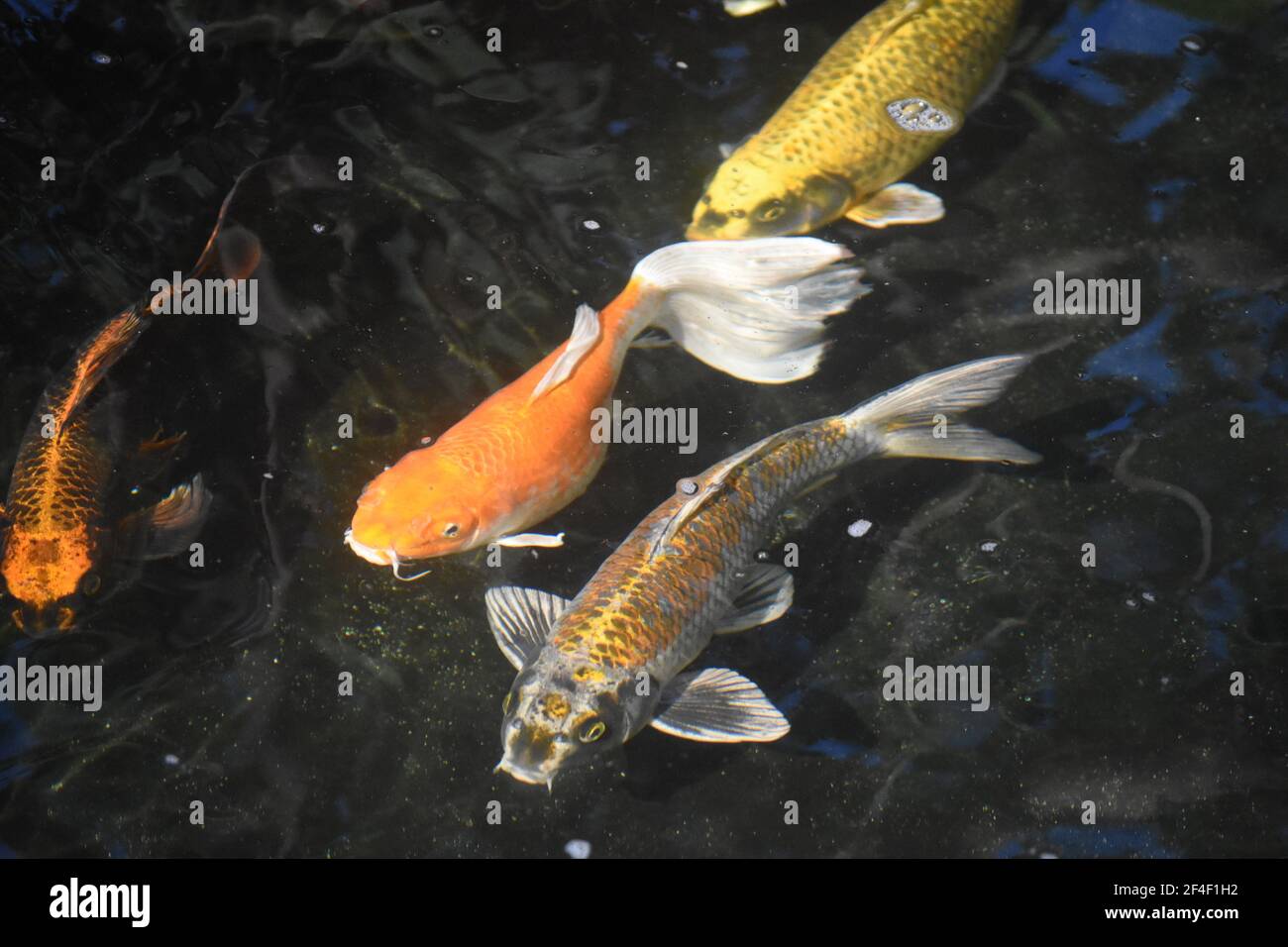 Captivating group of koi fish swimming in a koi pond Stock Photo - Alamy