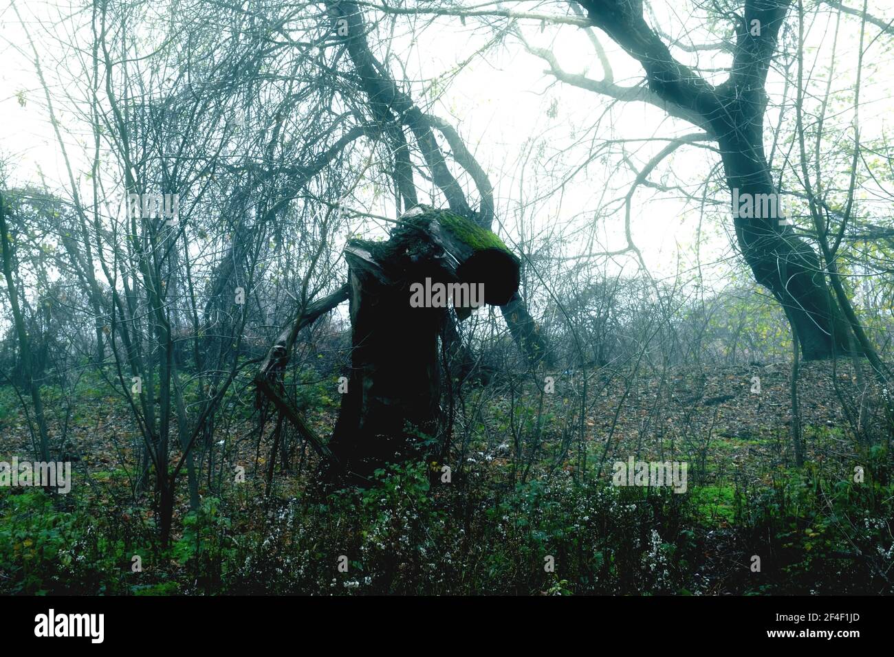 Human like tree, sad photo Stock Photo - Alamy