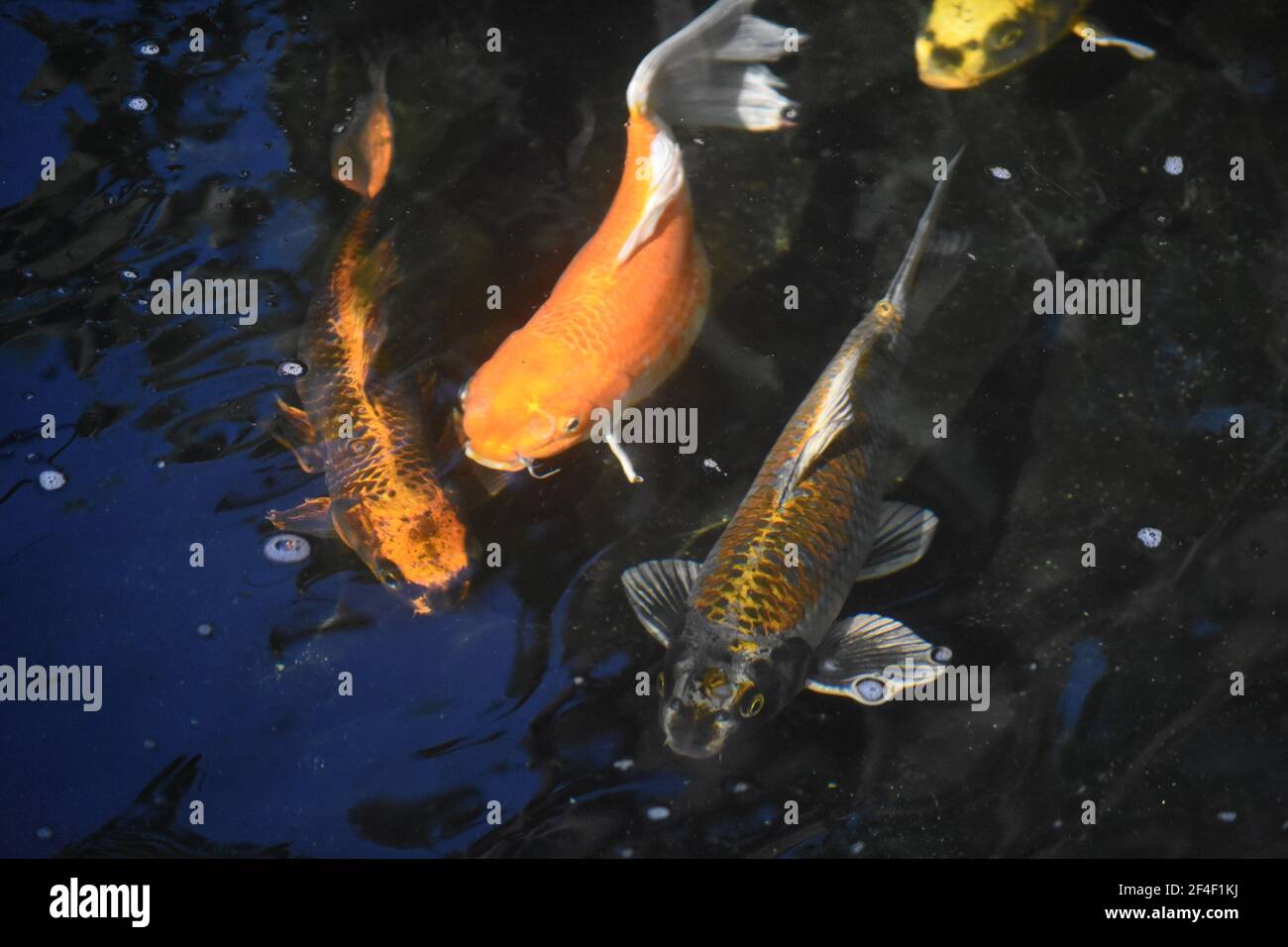 Stunning school of koi fish Stock Photo - Alamy
