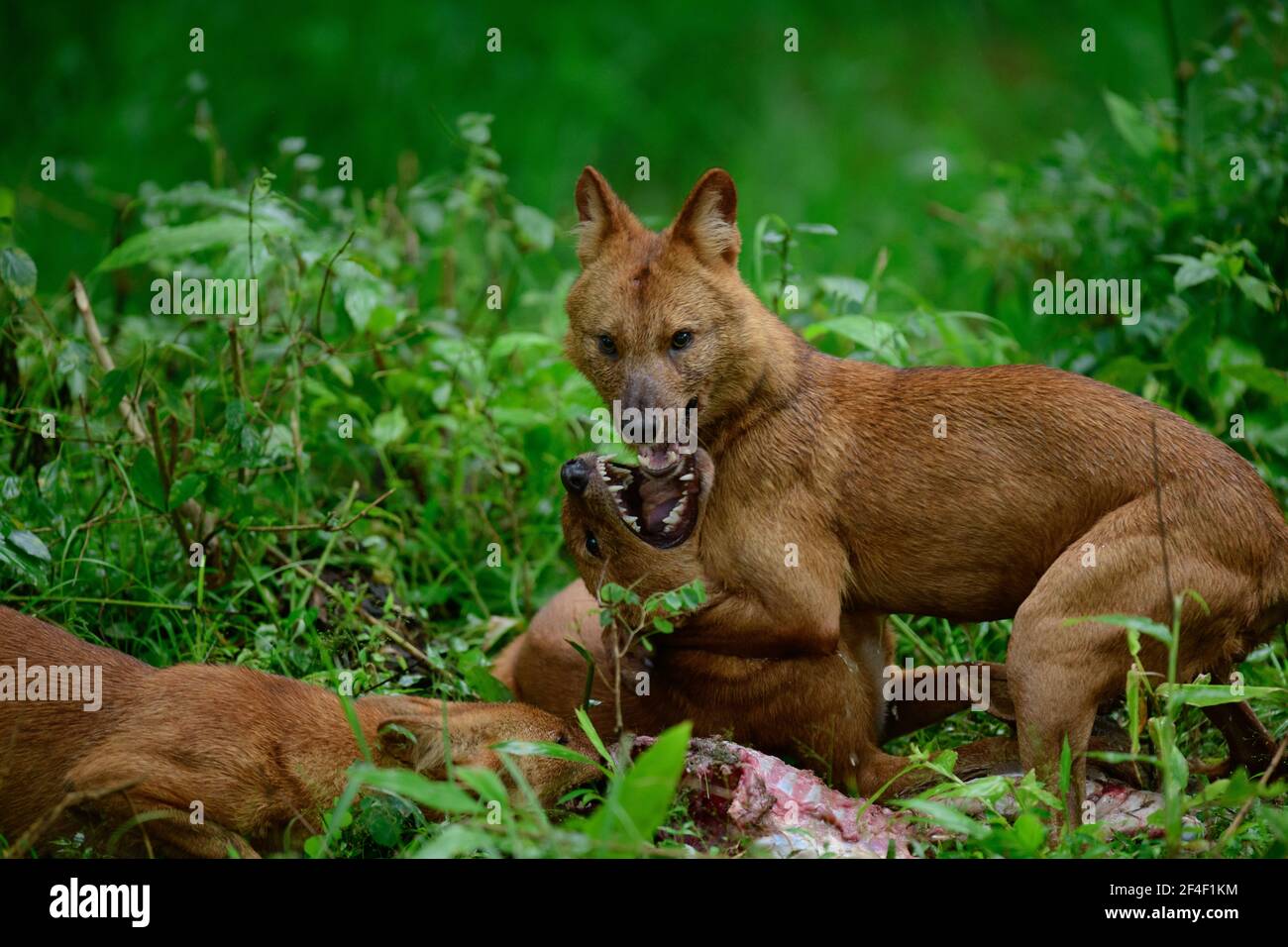 Indian wild dog dhole cuon hi-res stock photography and images - Alamy