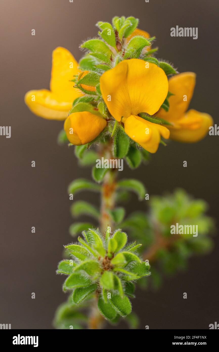Pultenaea hi-res stock photography and images - Alamy