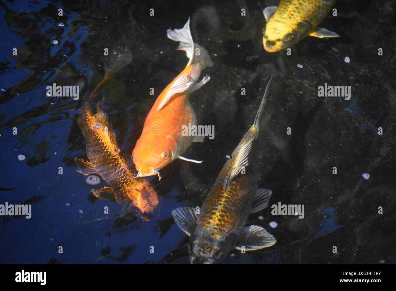 Beautiful school of koi fish swimming Stock Photo - Alamy