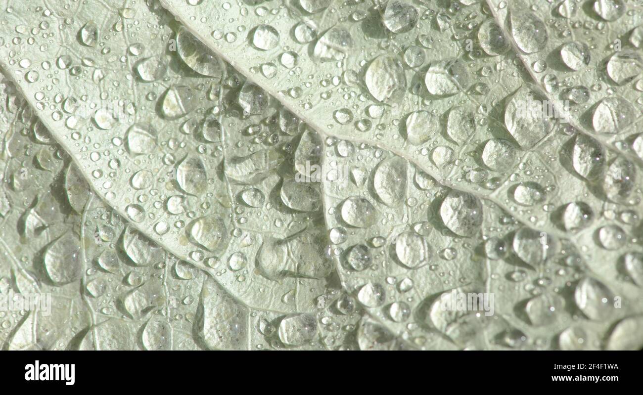 Drops of dew in the morning glow in the sun. Beautiful leaf texture in ...
