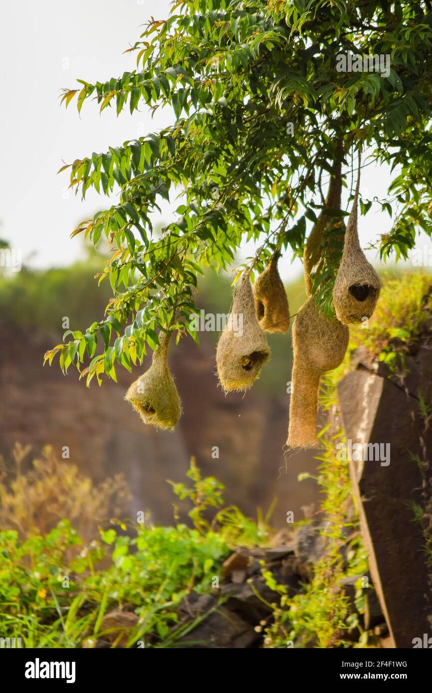 Baya weaver bird nest hi-res stock photography and images - Alamy