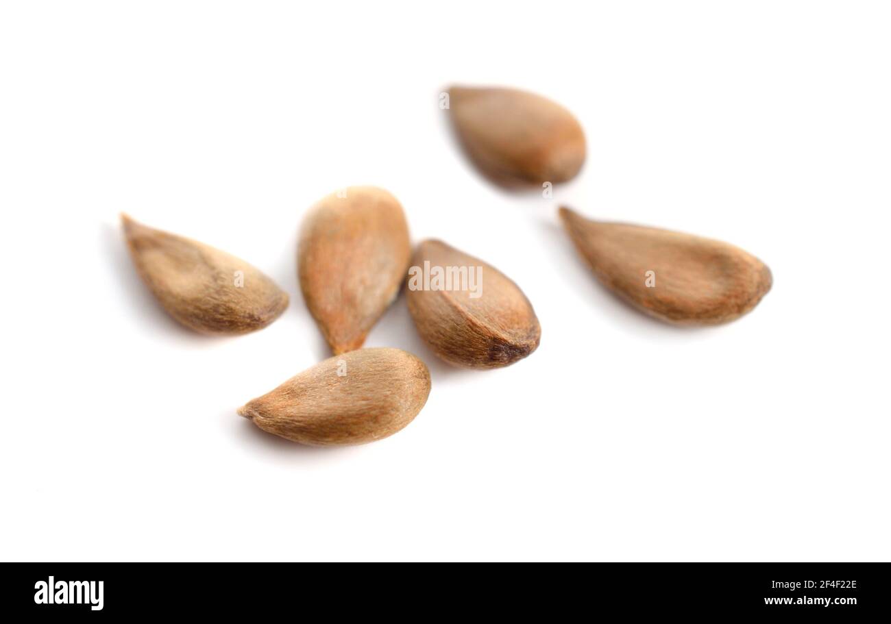 Apple seeds hi-res stock photography and images - Alamy