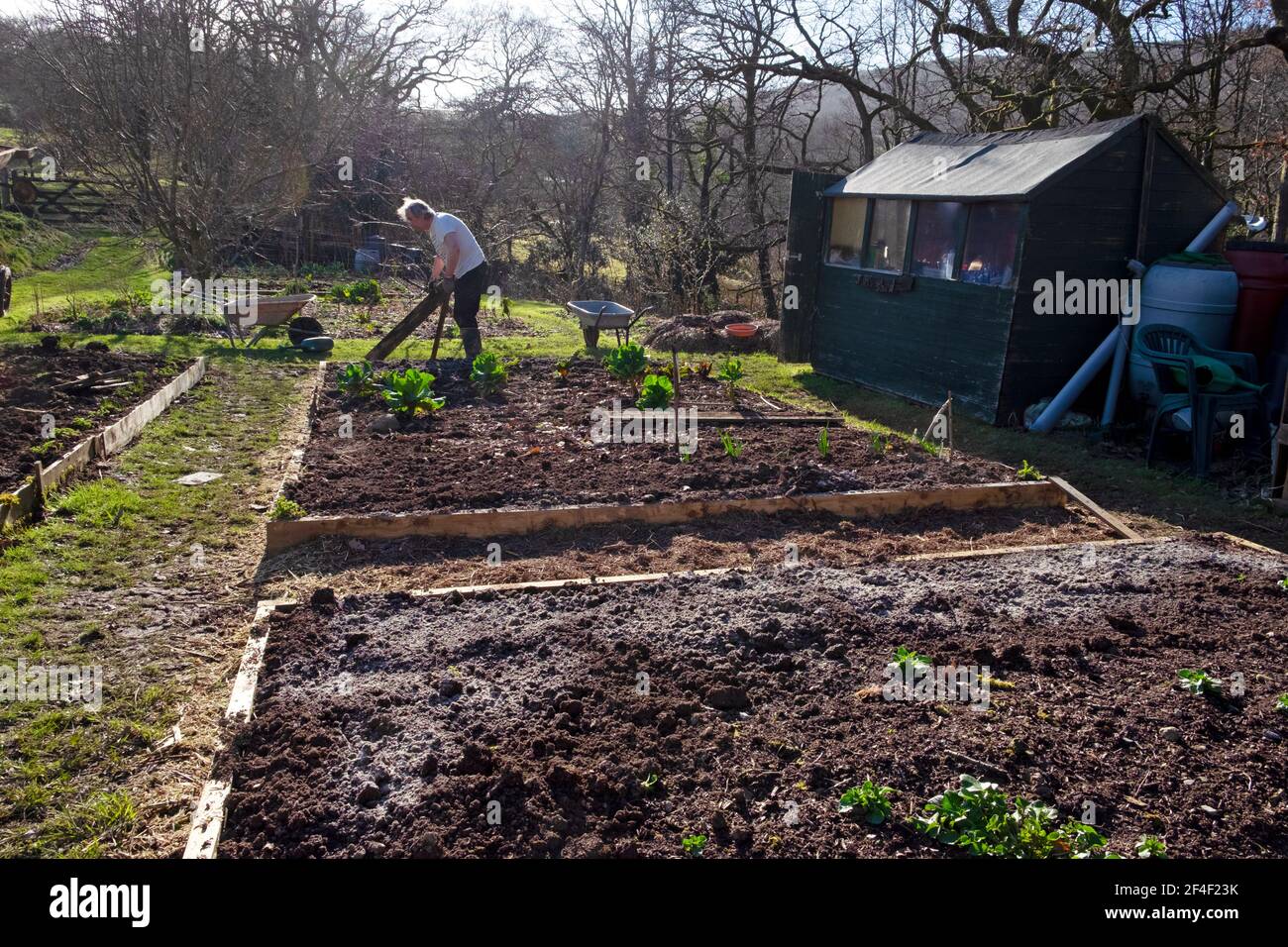 Man gardener person working in spring garden with wood ash and compost ...