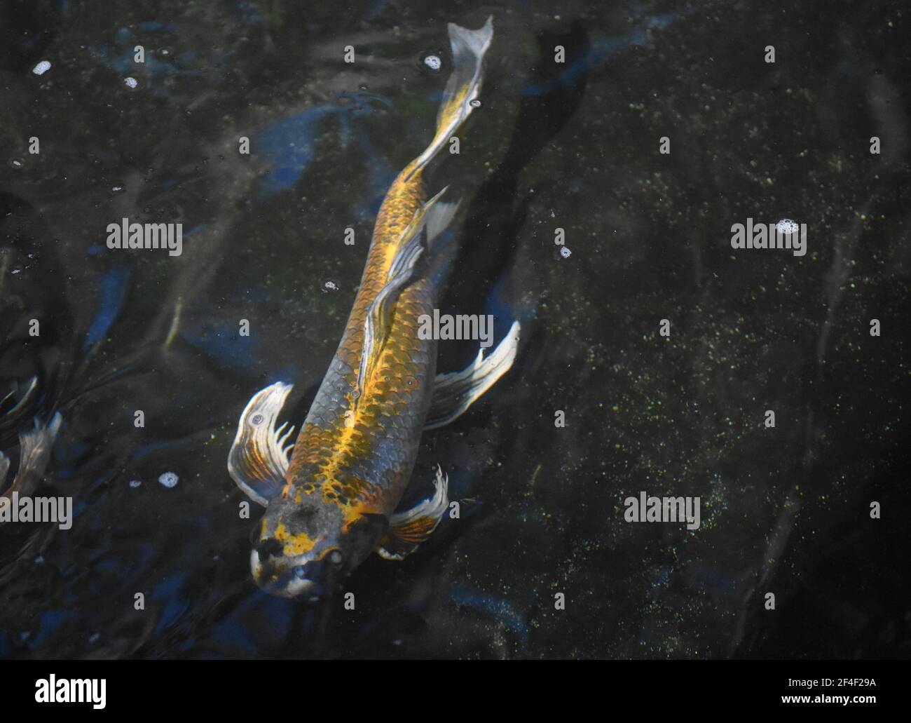 Yellow Black Koi