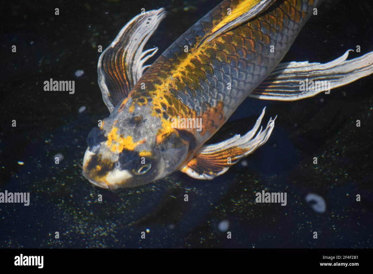 Adorable koi fish with beautiful scales Stock Photo - Alamy