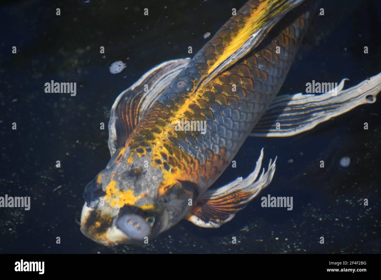 close up photo of a large koi fish Stock Photo - Alamy