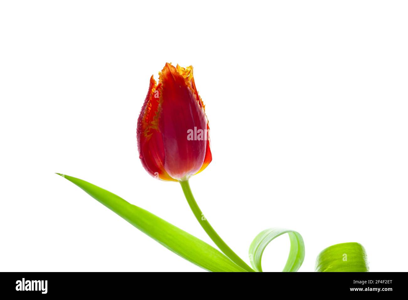 Red tulip isolated on white background. Terry flower for the light. Bud ...