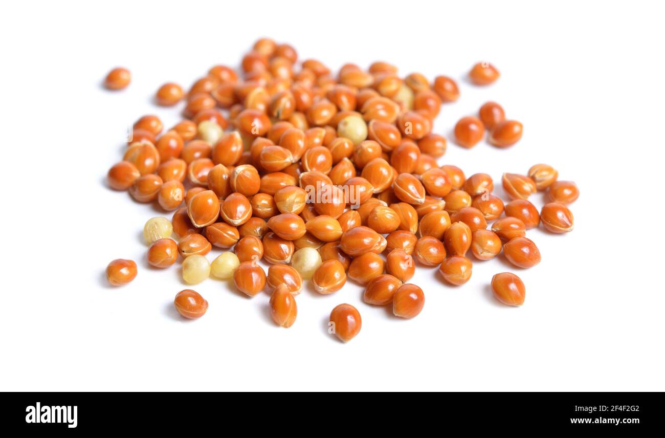 Panicum or panicgrass seeds. Isolated on white background Stock Photo ...