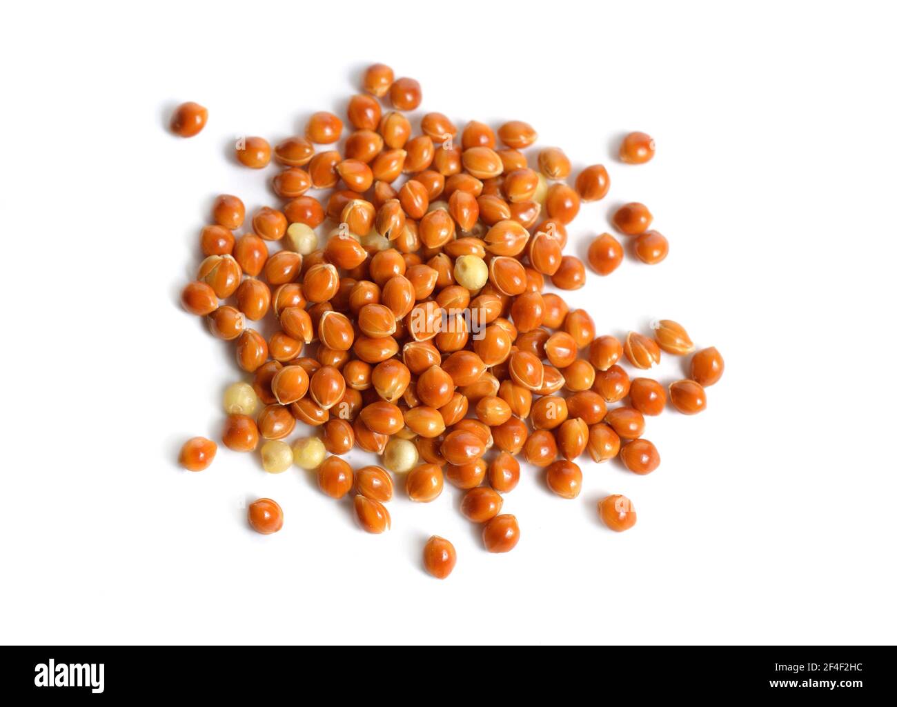 Panicum or panicgrass seeds. Isolated on white background Stock Photo ...