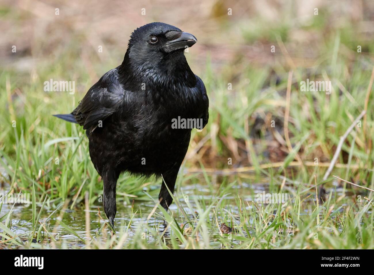 Raven closeup hi-res stock photography and images - Alamy