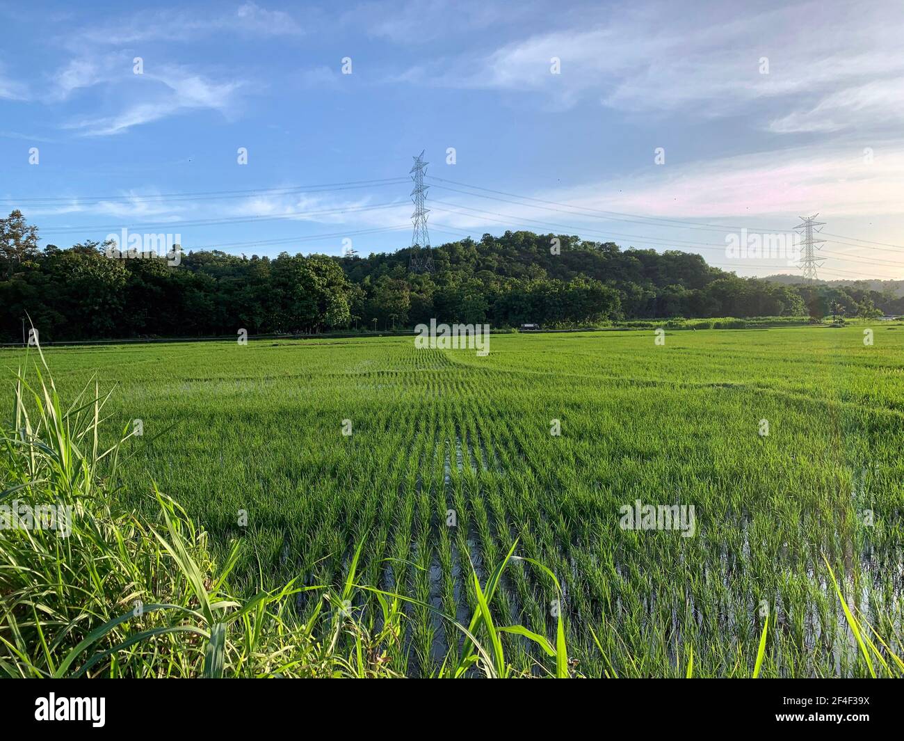 Rice field in yogyakarta hi-res stock photography and images - Alamy