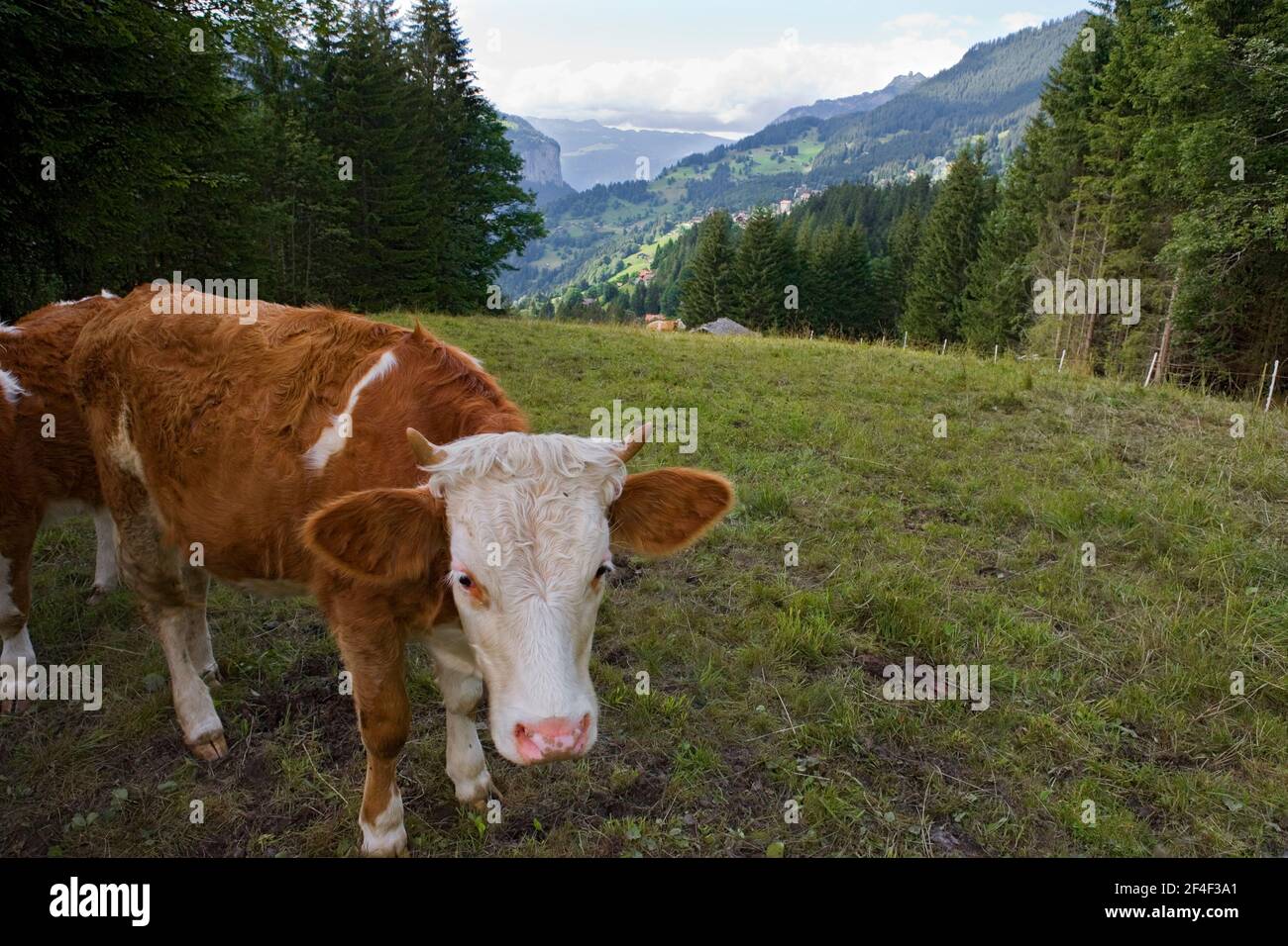 Swiss cows summer pasture hi-res stock photography and images - Alamy
