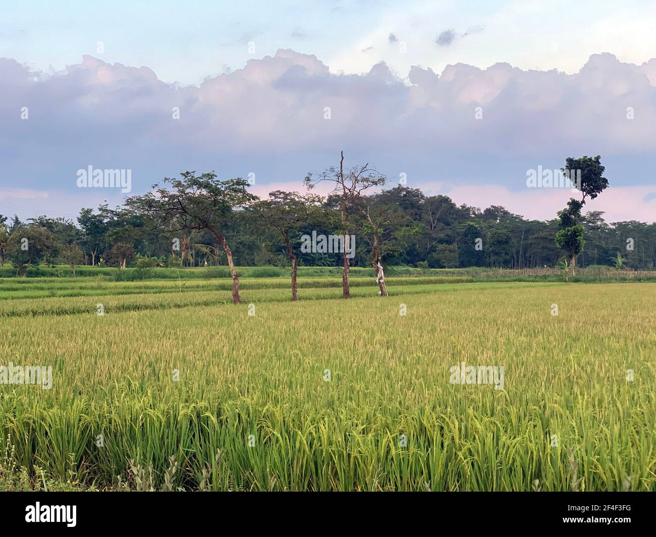 Rice field in yogyakarta hi-res stock photography and images - Alamy