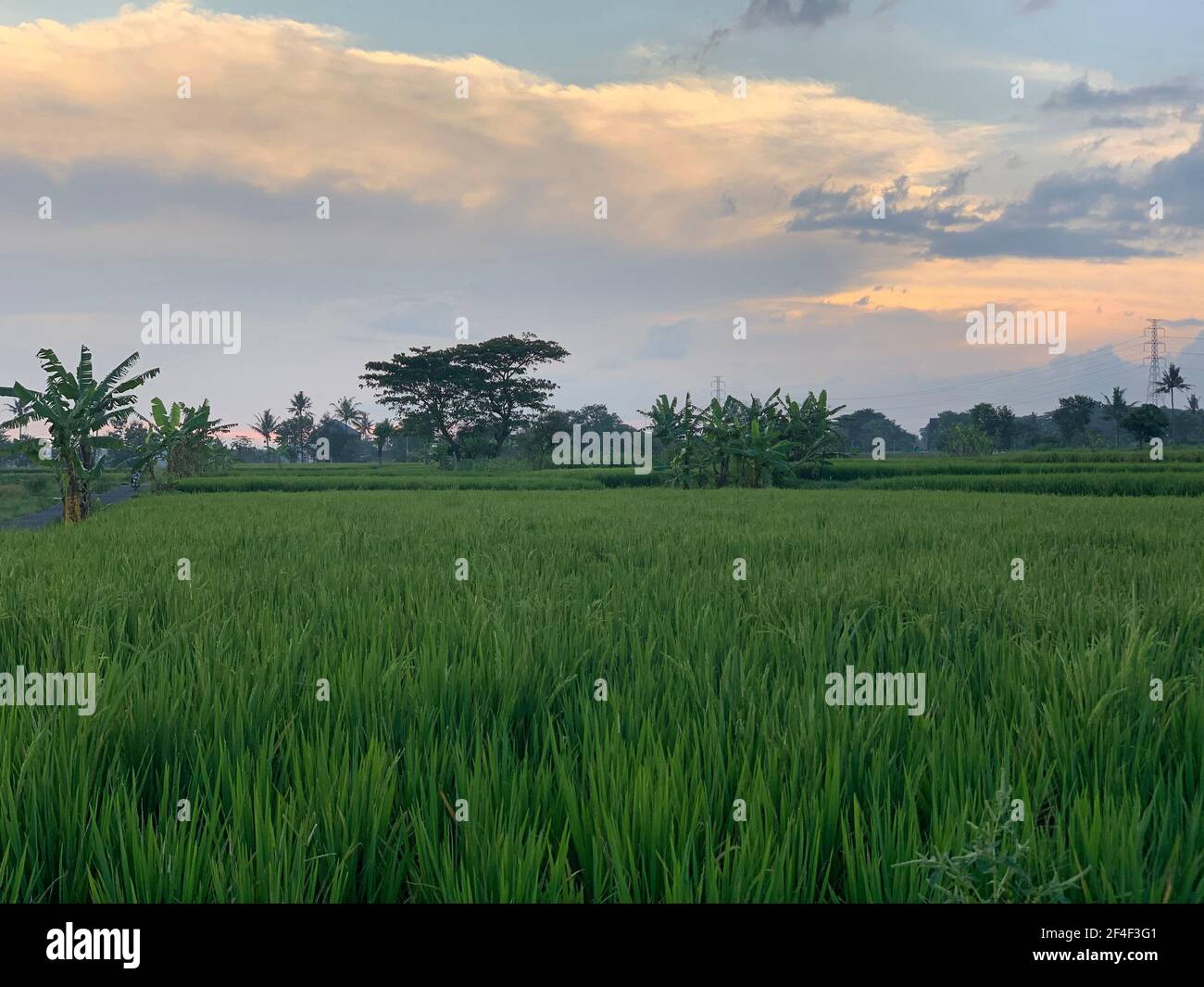 Rice or paddy field in Java, Indonesia Stock Photo - Alamy