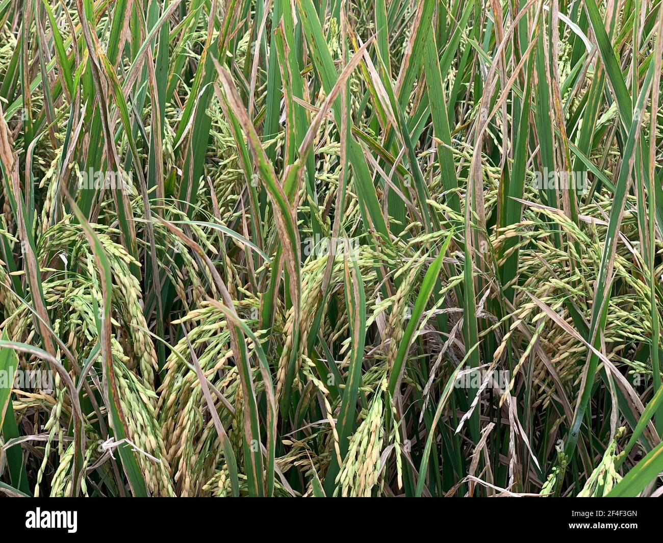 Rice field in yogyakarta hi-res stock photography and images - Alamy
