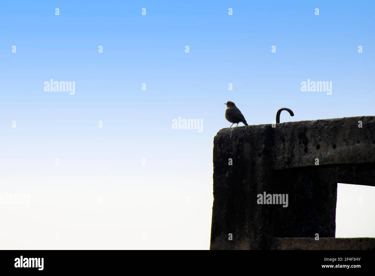 BIrd seating at the balcony Stock Photo - Alamy