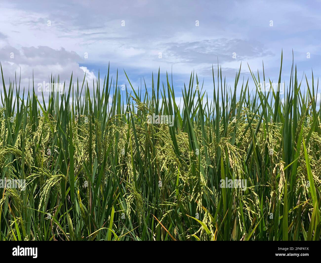Closeup of rice or paddy field in Java, Indonesia Stock Photo - Alamy
