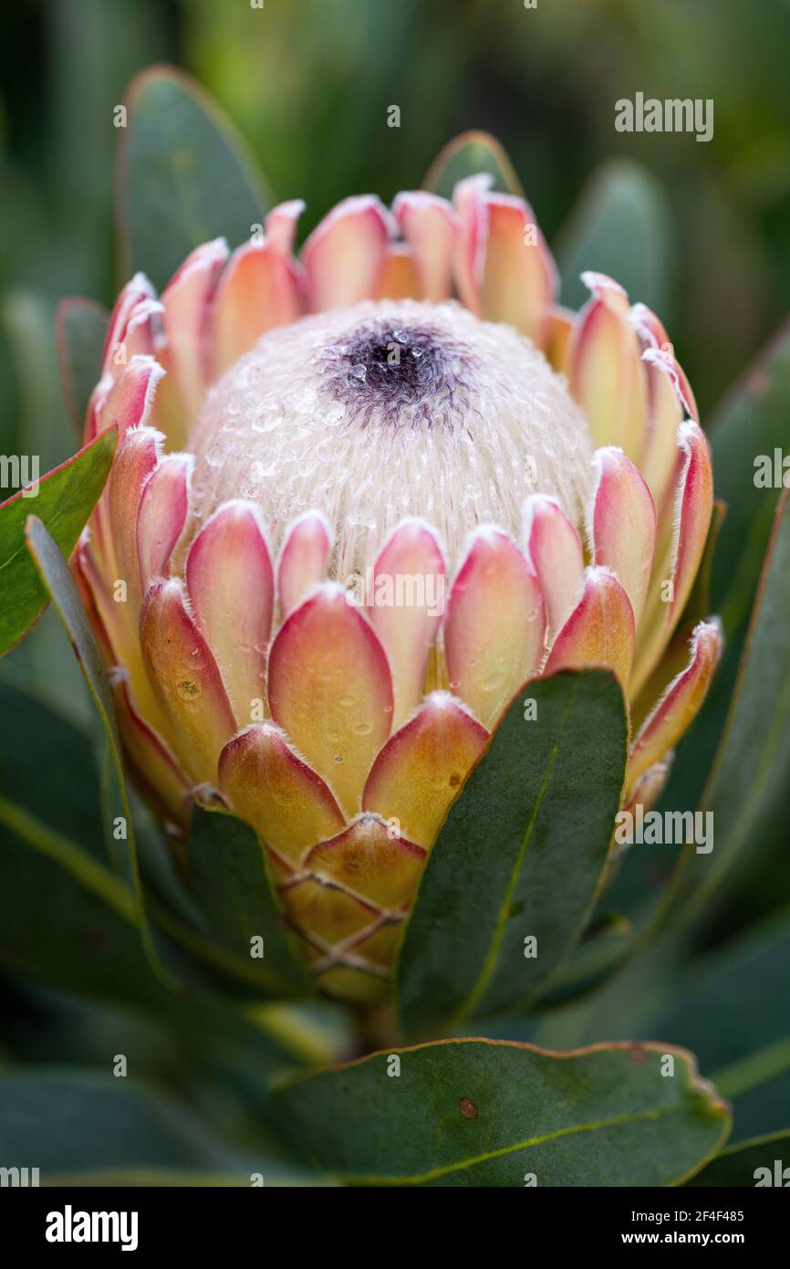 Protea trees hi-res stock photography and images - Alamy