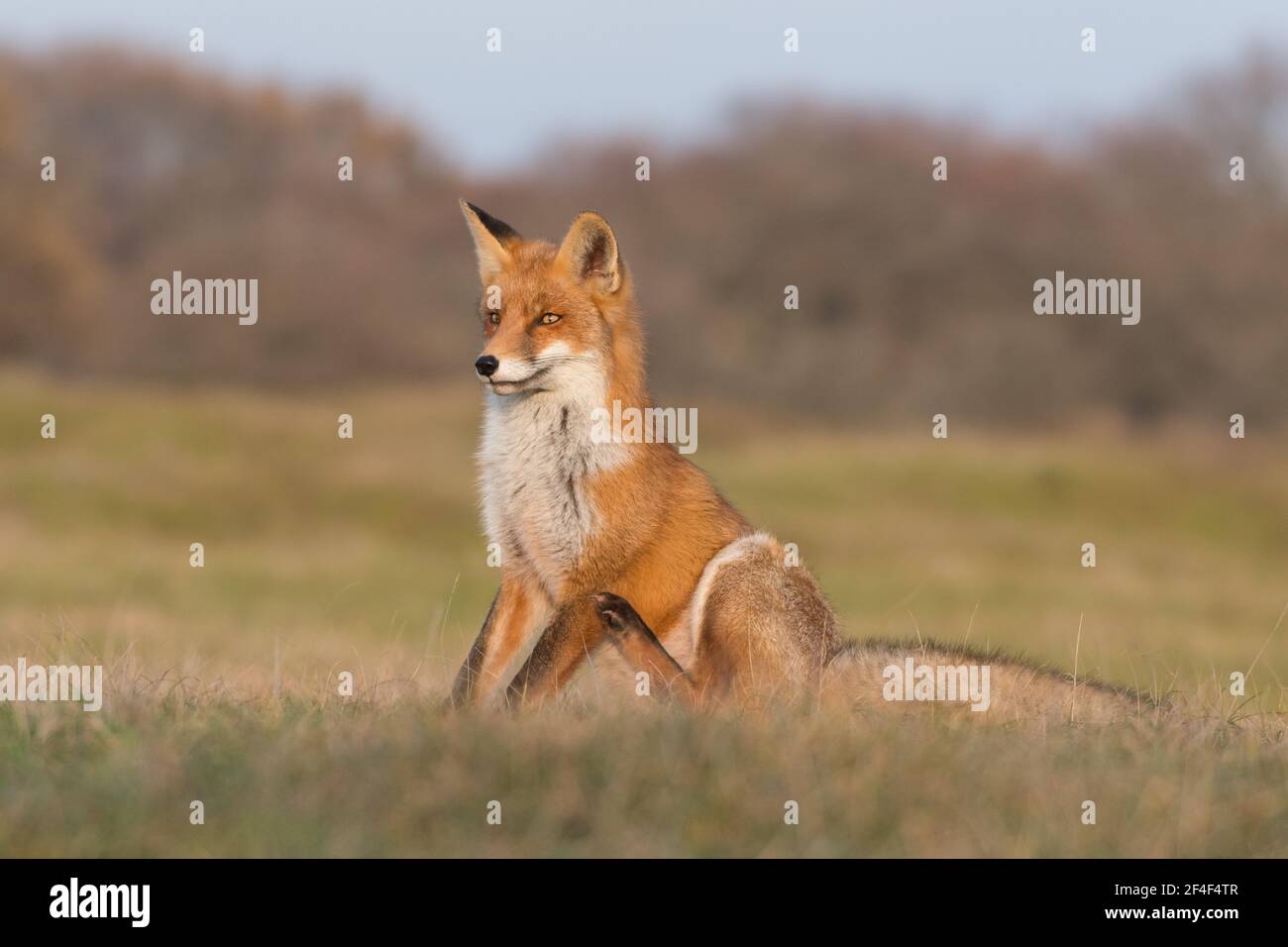 Red fox (vulpes vulpes) with sunset, photographed in the dunes of the ...