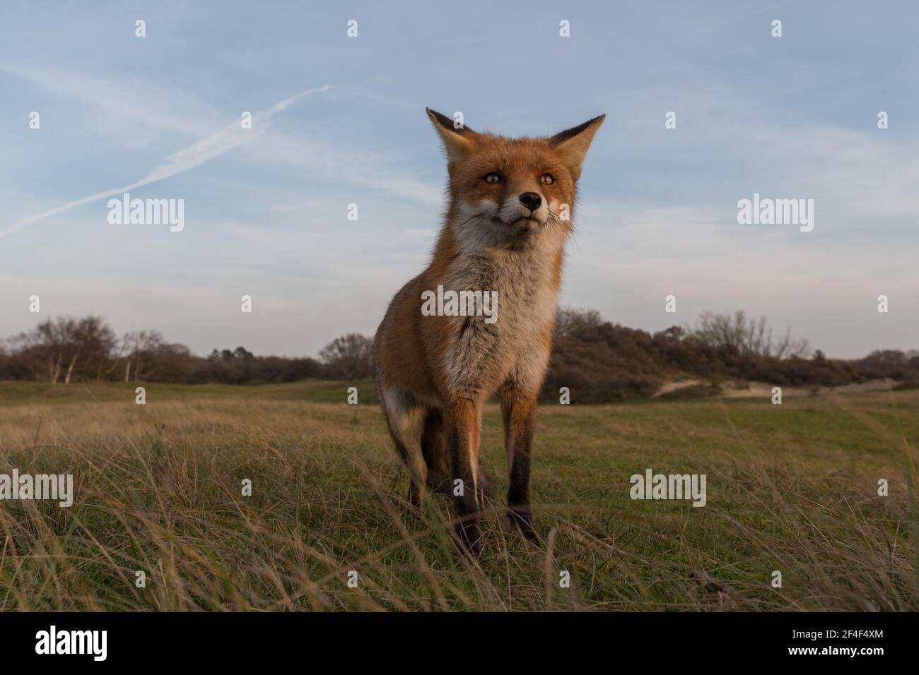 Red fox (vulpes vulpes) with sunset, photographed in the dunes of the ...