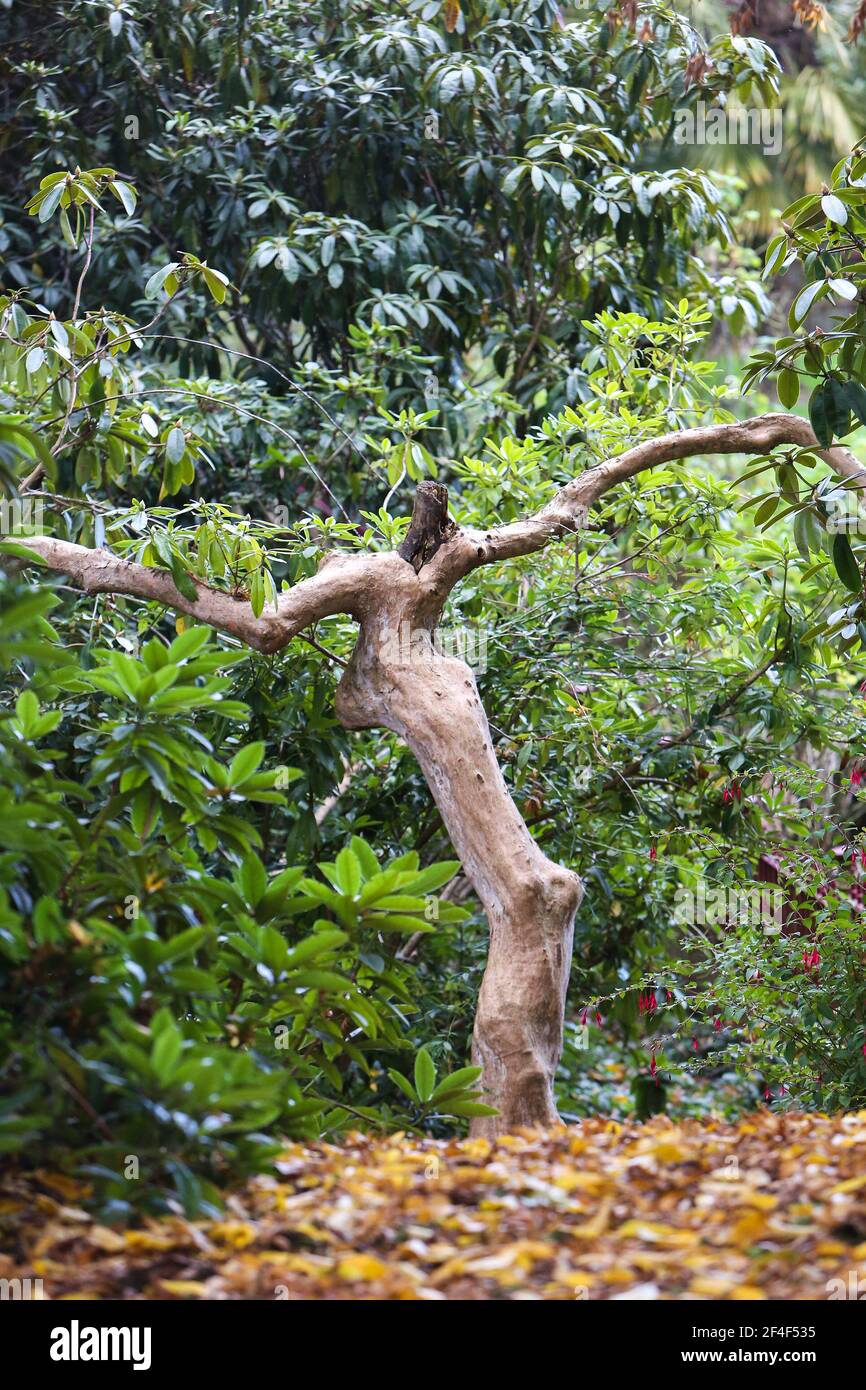 Tree trunk shapes hi-res stock photography and images - Alamy