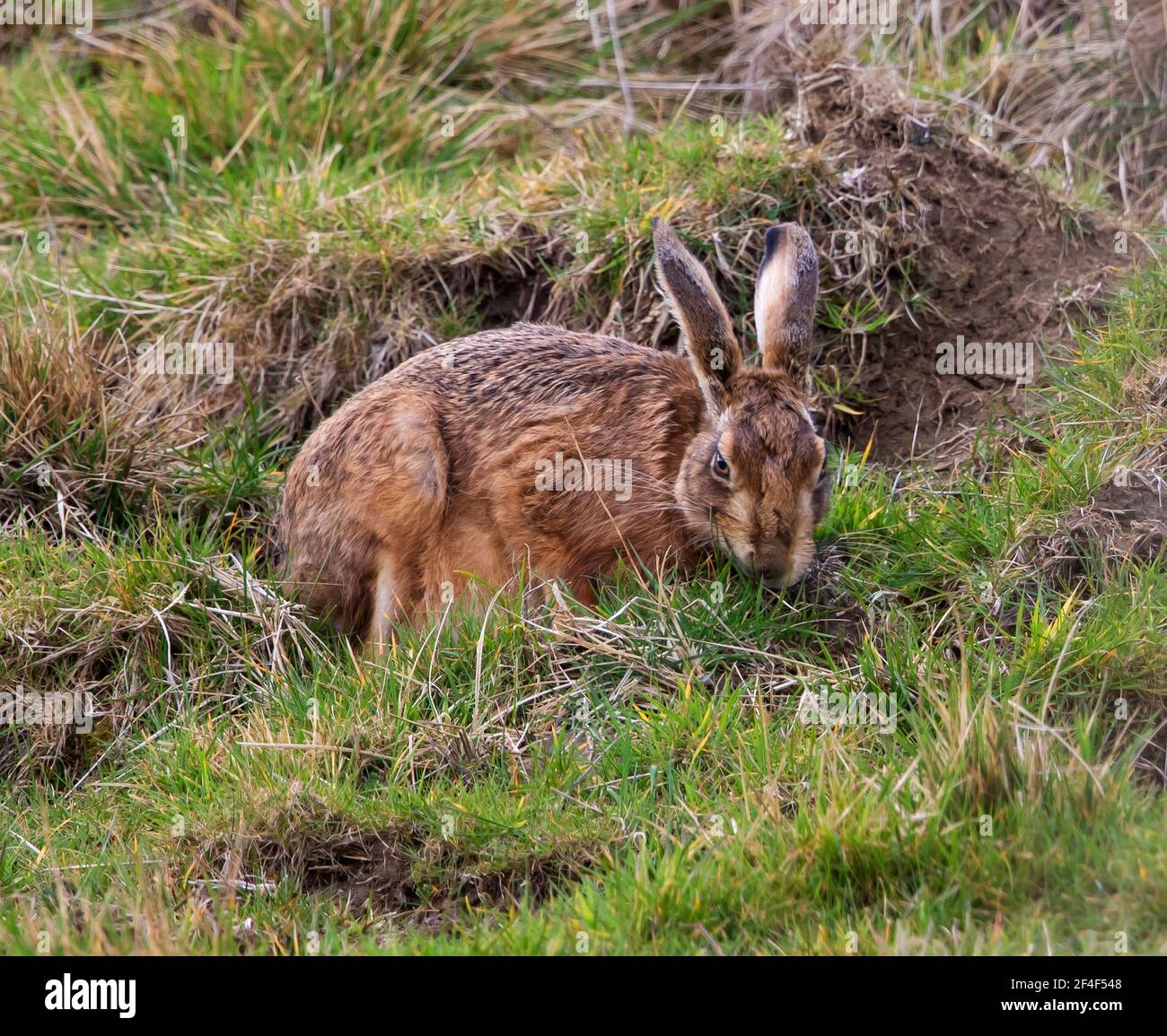 Female Hare on a hillside grassland Stock Photo - Alamy