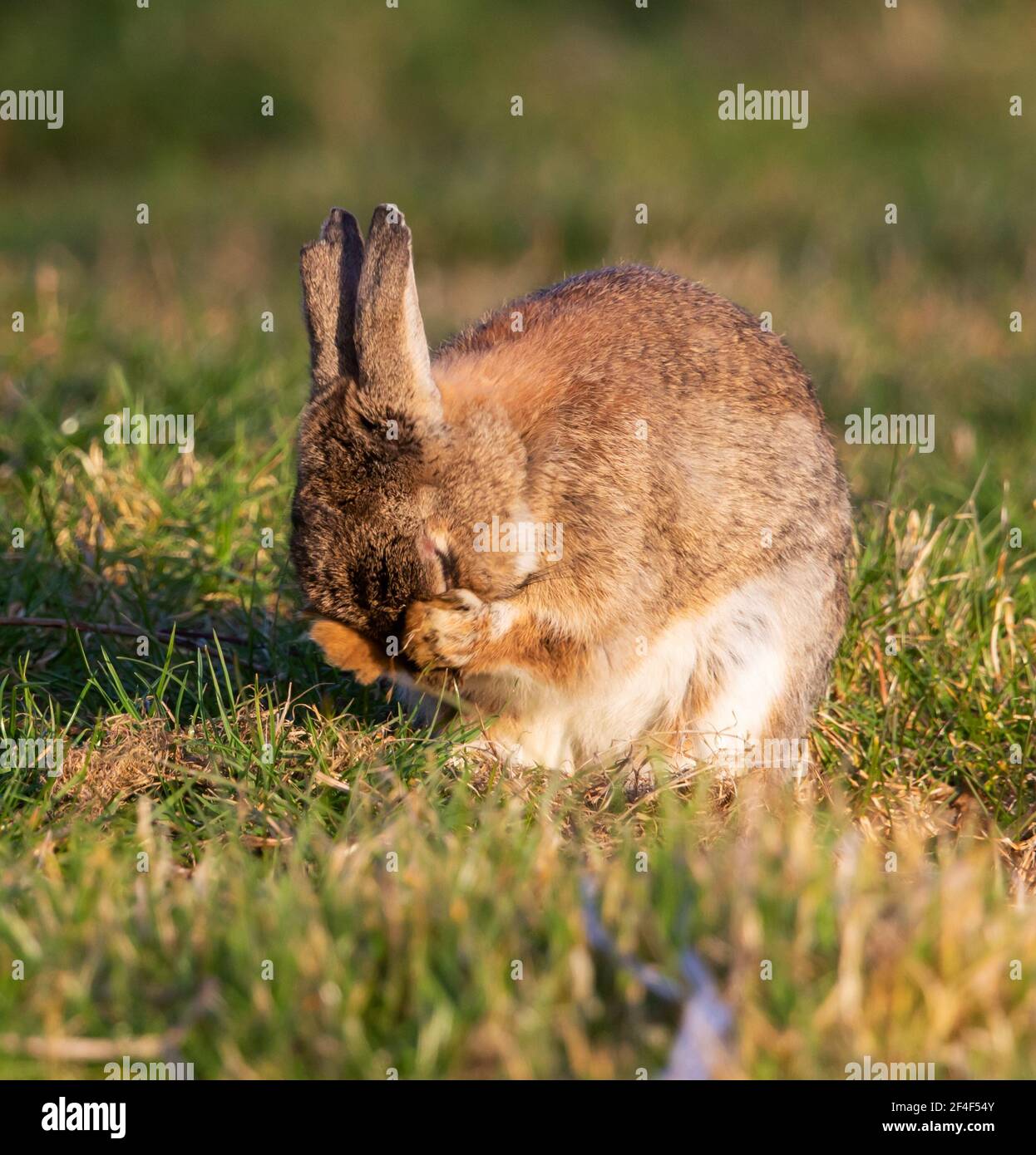 Wild Rabbit in the spring sunshine Stock Photo - Alamy