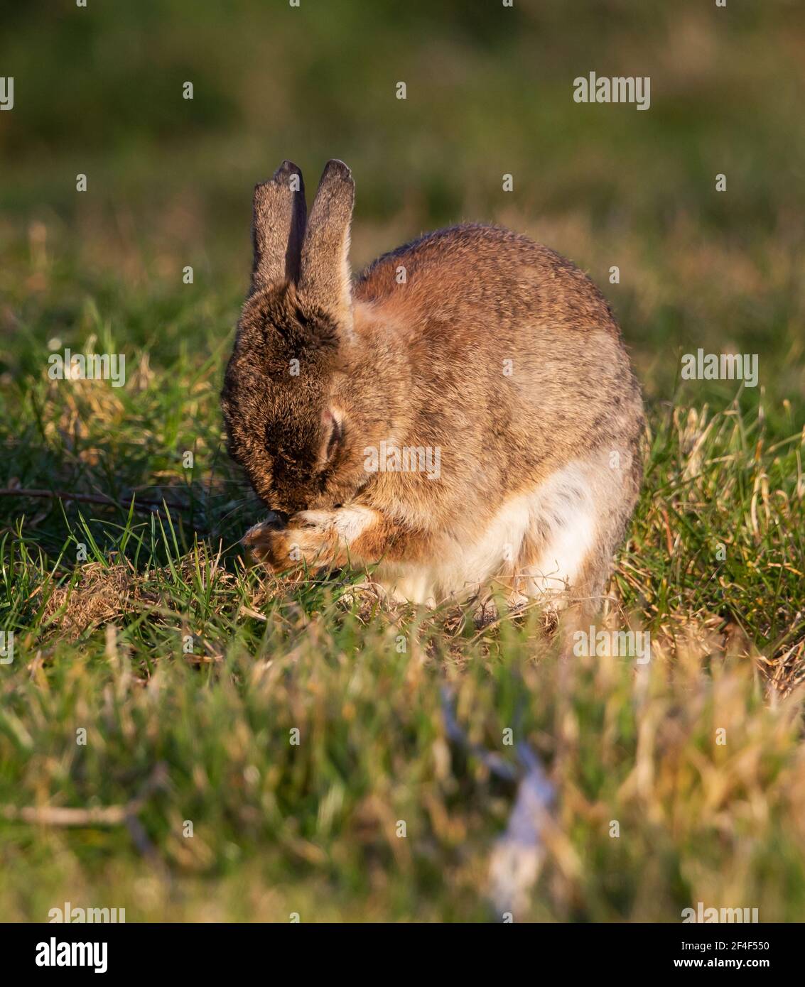 Rabbit in sunshine hi-res stock photography and images - Alamy