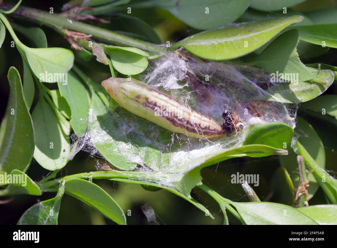 Pupa of the box tree moth (Cydalima perspectalis) in nature. It is an ...