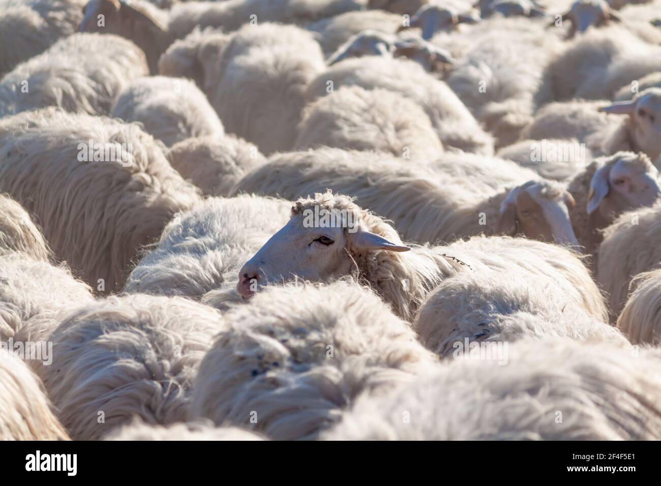 Crowd of sheep hi-res stock photography and images - Alamy