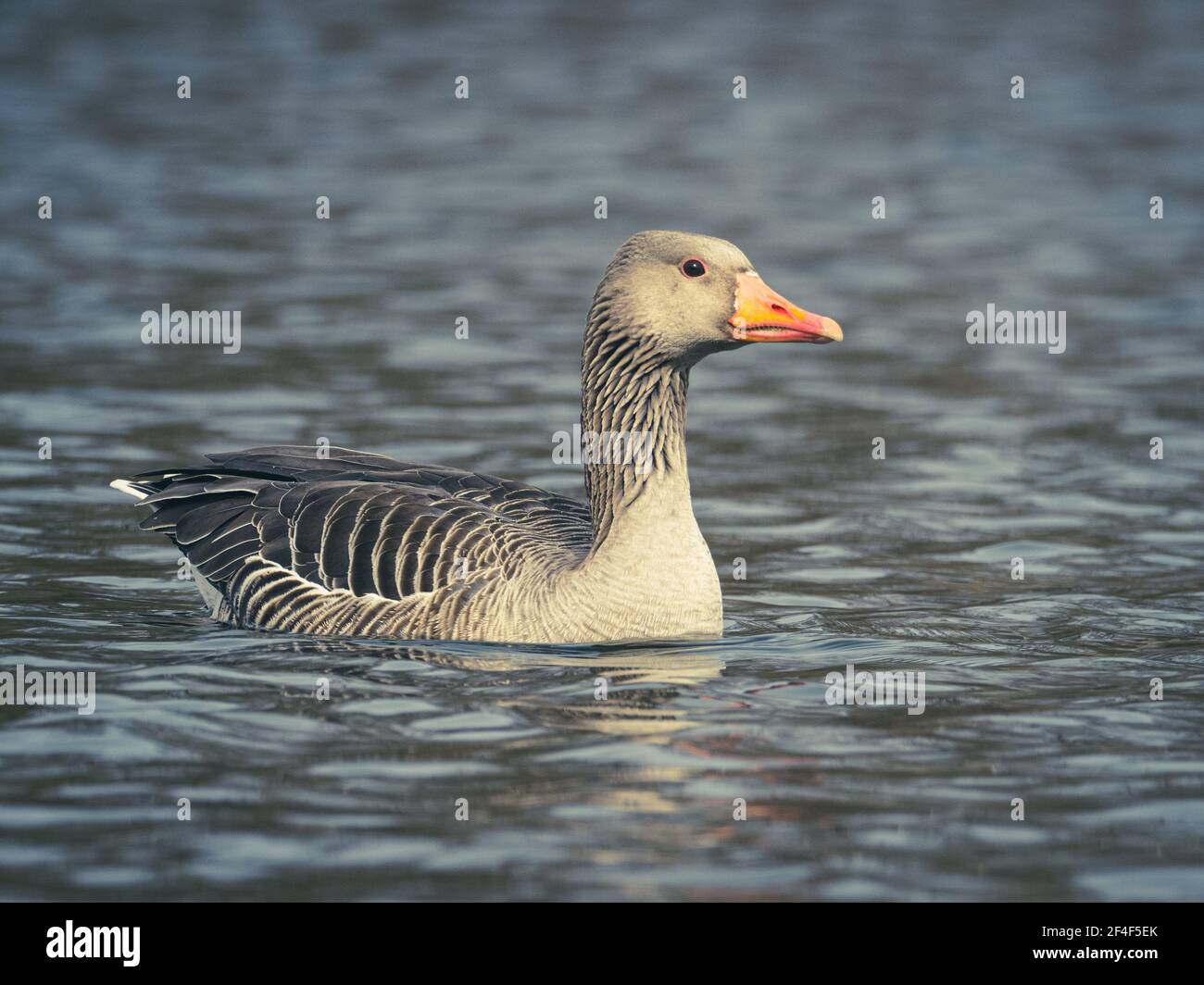 Portrait shot goose swimming hi-res stock photography and images - Alamy