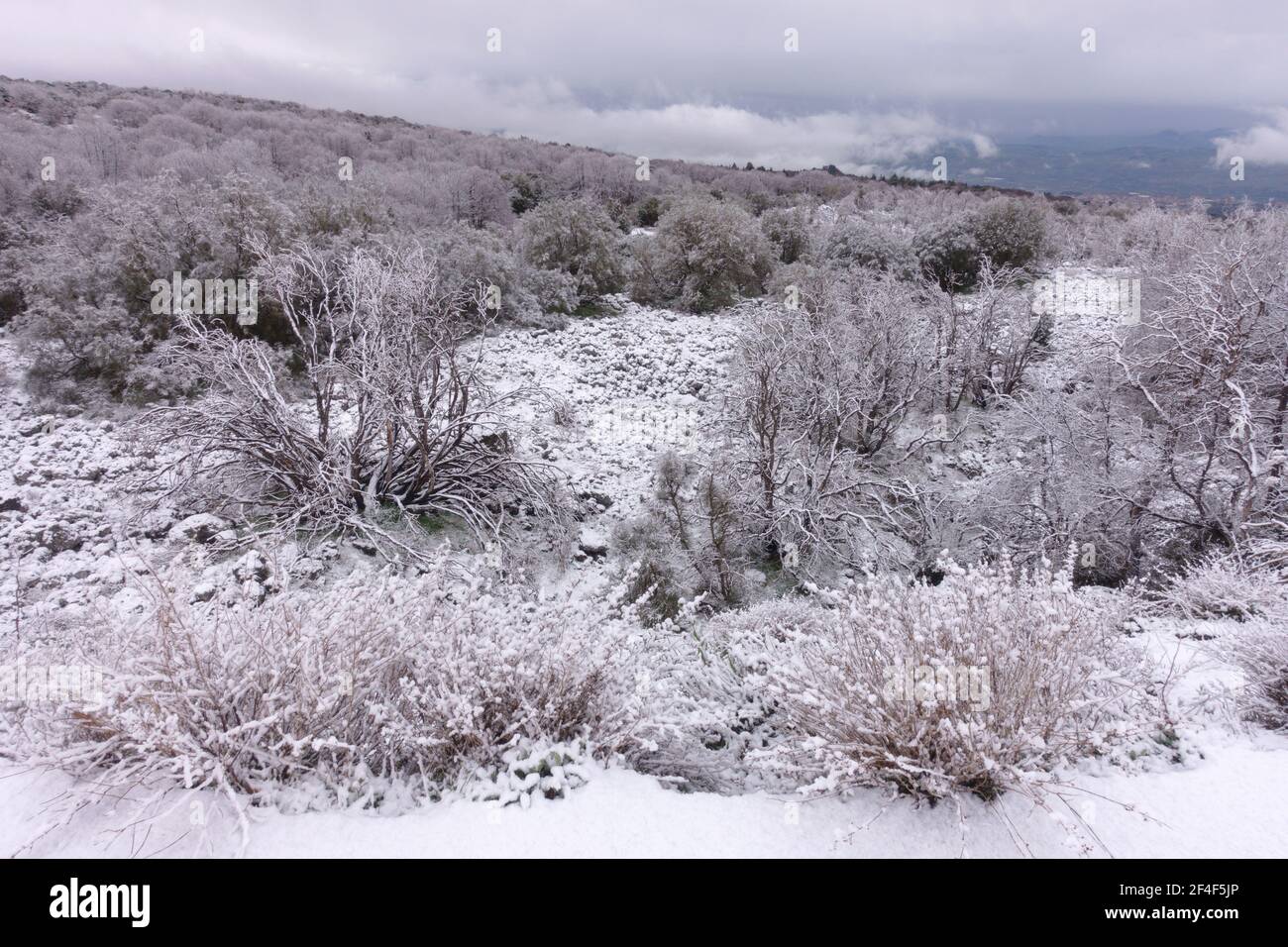 winter landscape of Sicily old snow-covered lava, bushes and mixed ...