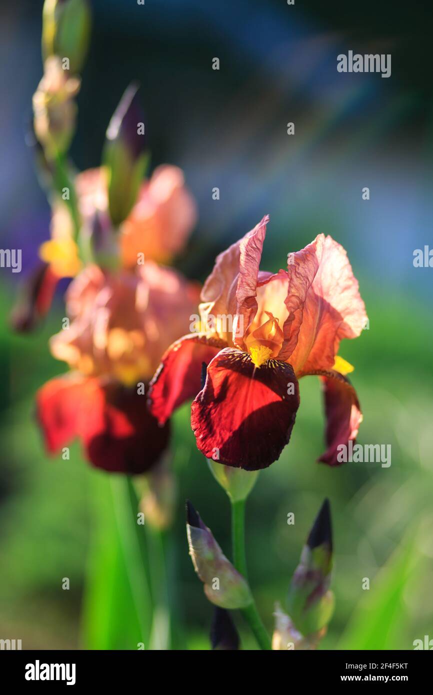 Iris happy birthday hi-res stock photography and images - Alamy